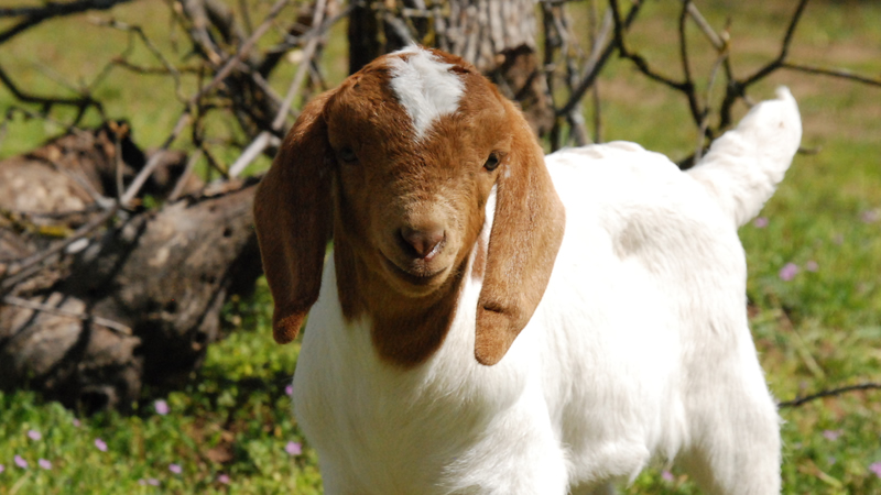Boer Goat Face